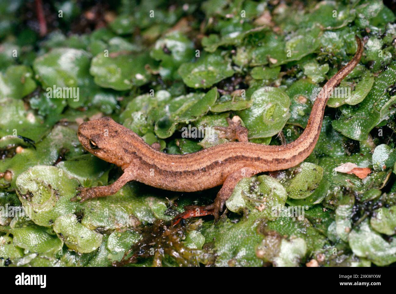 Smooth / Common NEWT - young newt on liverwort Stock Photo - Alamy