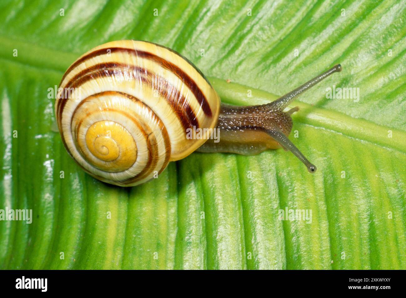 Banded humbug hi-res stock photography and images - Alamy