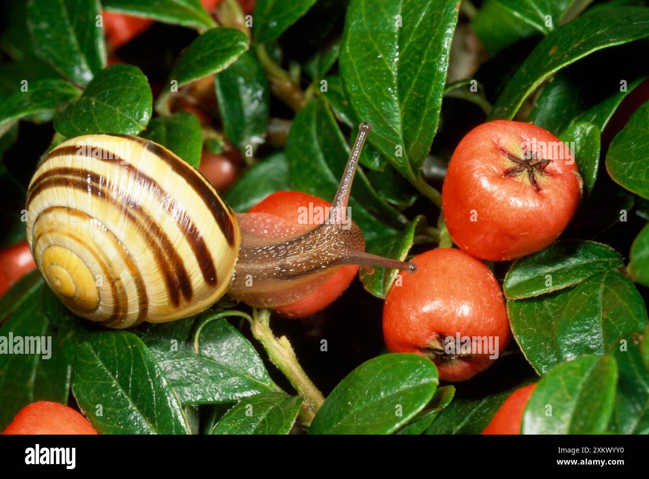 White-lipped Banded SNAIL / Humbug Snail - on fruit Stock Photo - Alamy