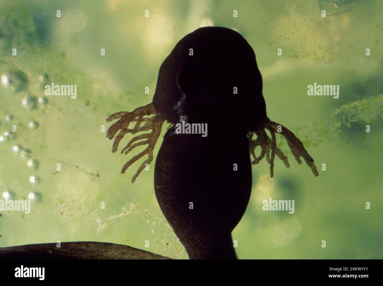 Frog Tadpole - showing feathery external gills Stock Photo - Alamy