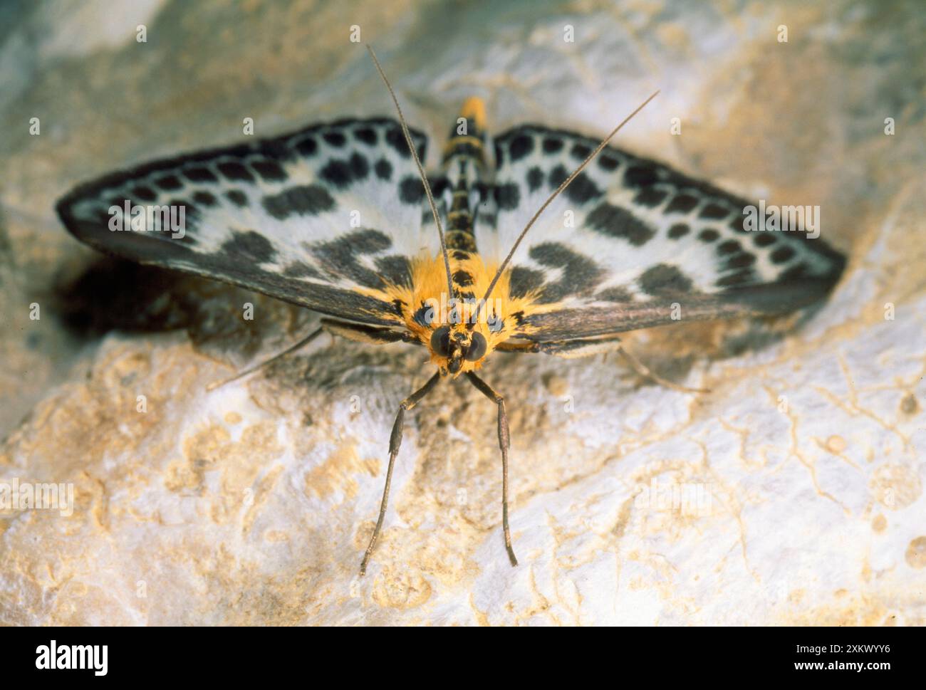 Moths facing hi-res stock photography and images - Alamy