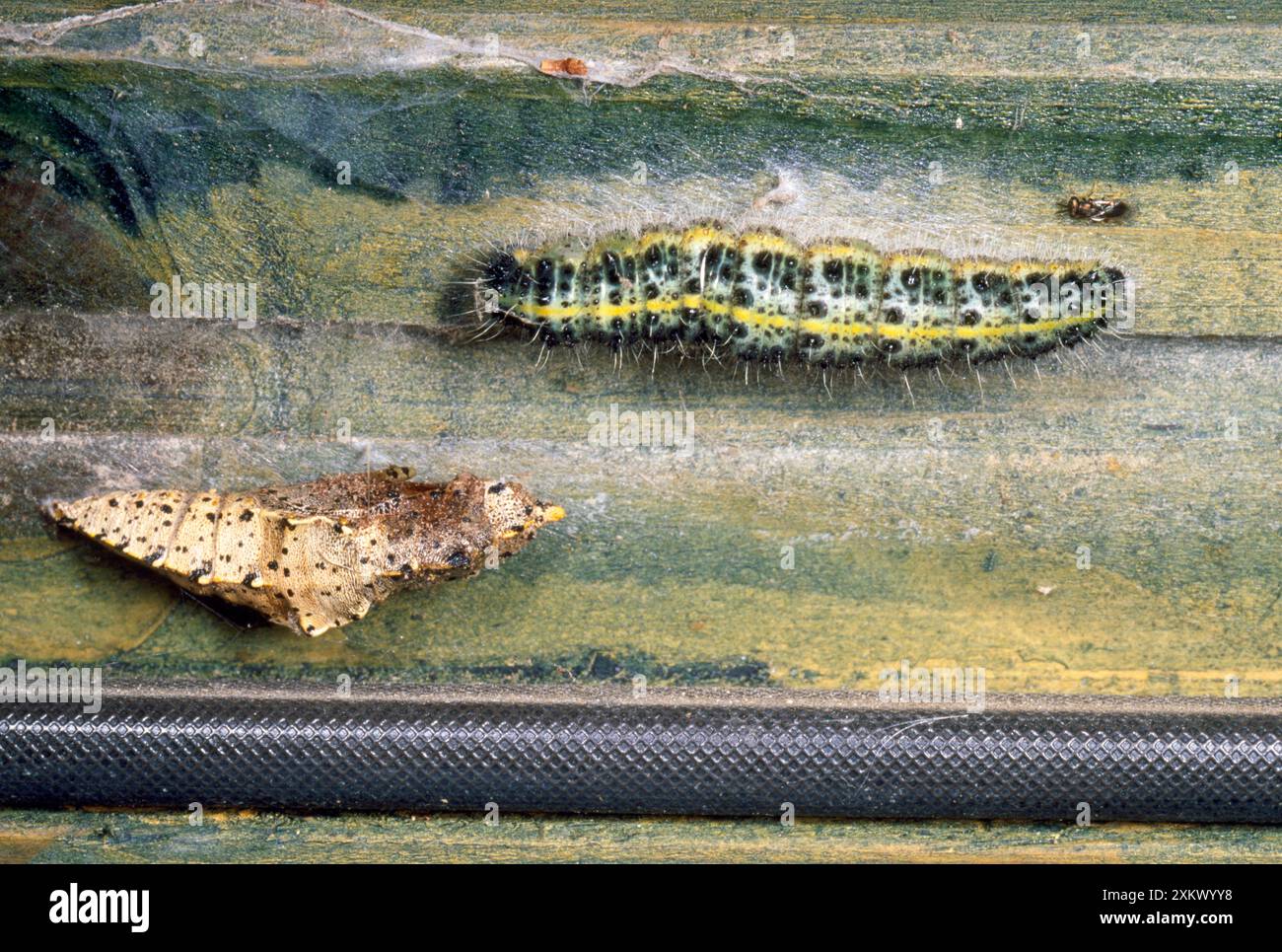 Pupa butterfly hi-res stock photography and images - Alamy