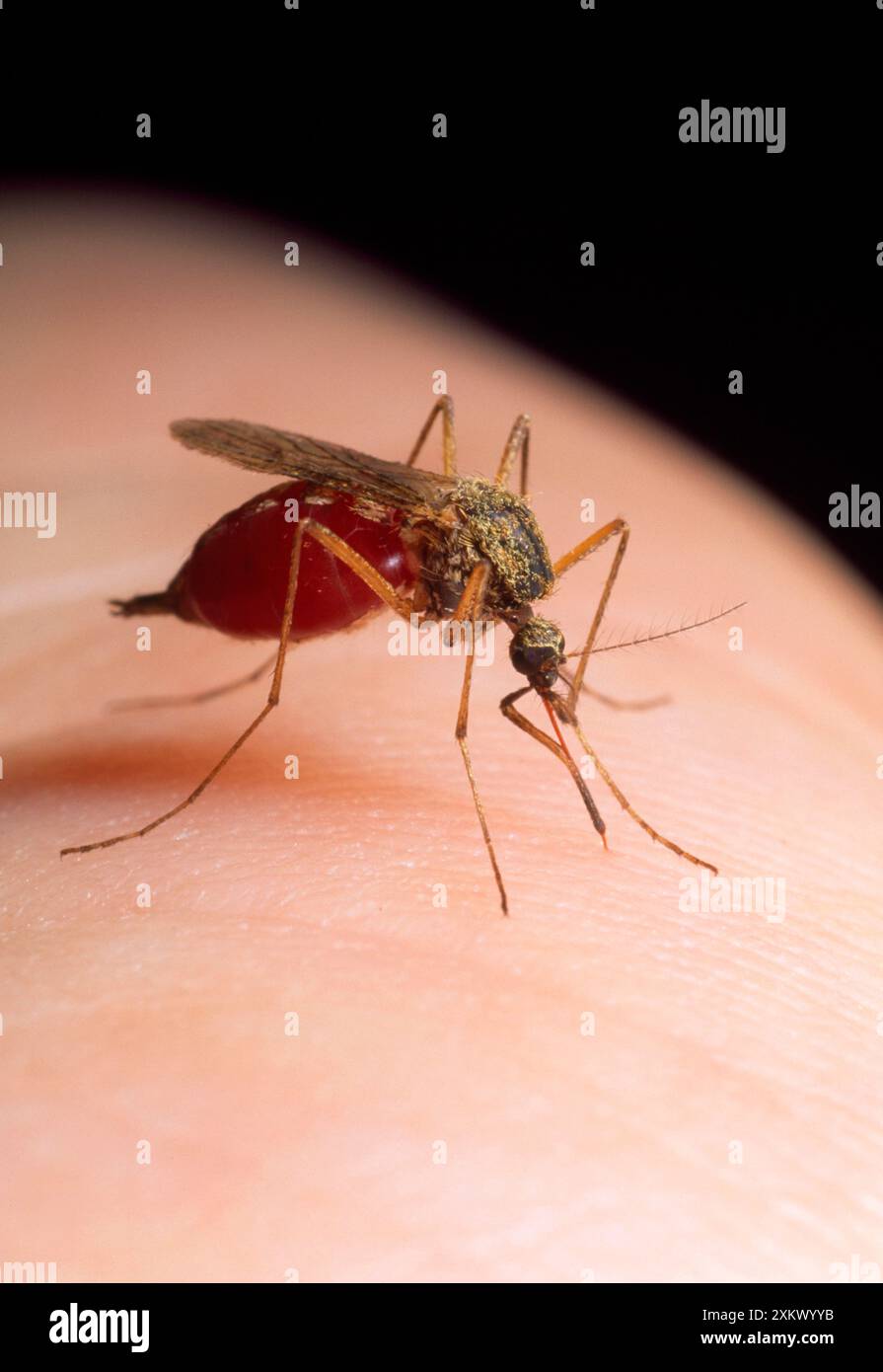 Mosquito Larva - feeding Stock Photo - Alamy