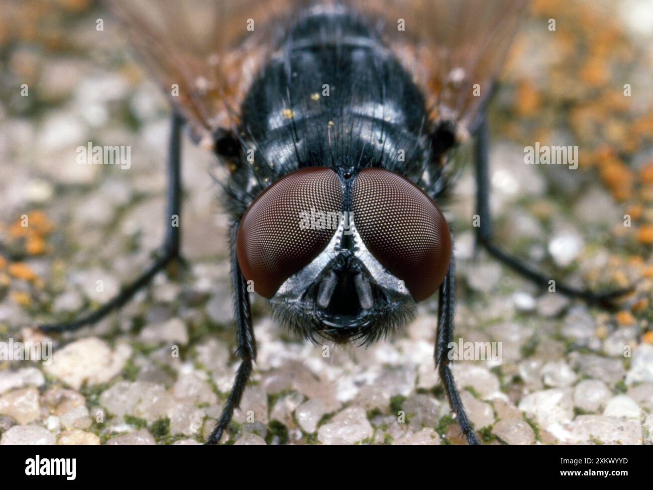 Compound hi-res stock photography and images - Alamy