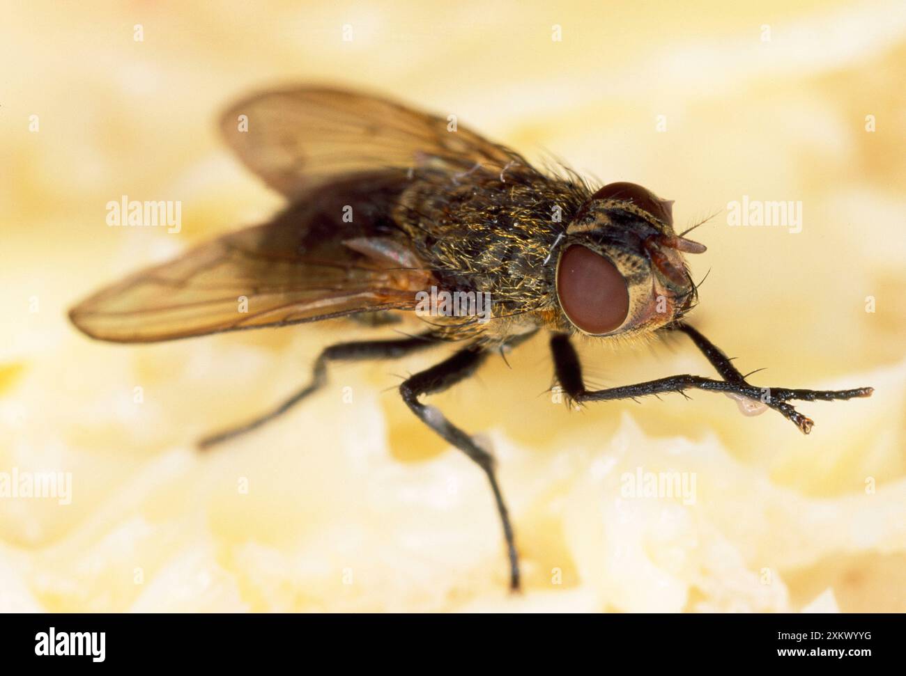 Cluster flies hi-res stock photography and images - Alamy
