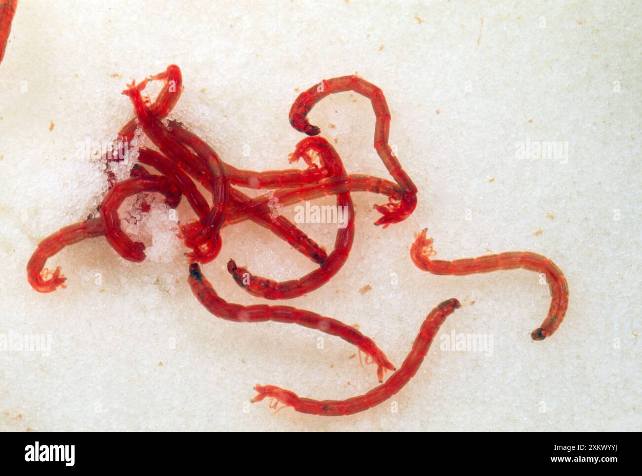 Midge Larvae - Water Bloodworms - Chironomid fly larvae Stock Photo - Alamy