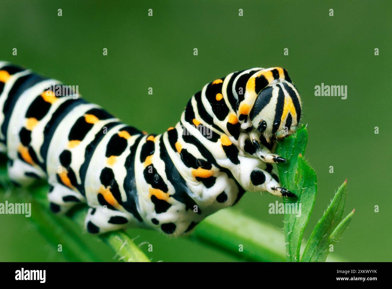 European Swallowtail BUTTERFLY - Larvae / Caterpillar Stock Photo - Alamy