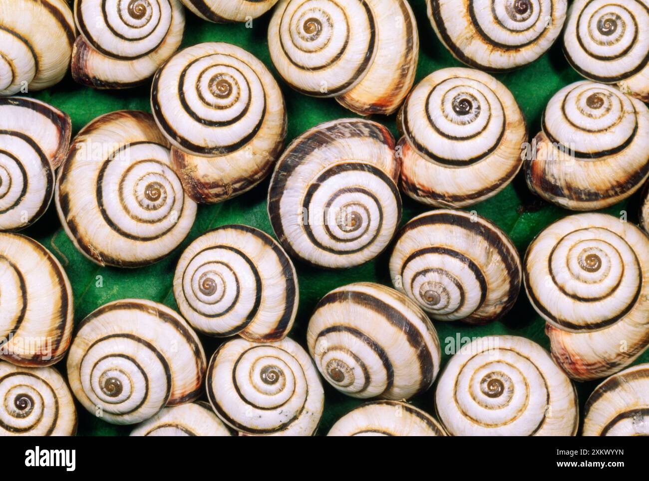 Grassland animals hi-res stock photography and images - Alamy