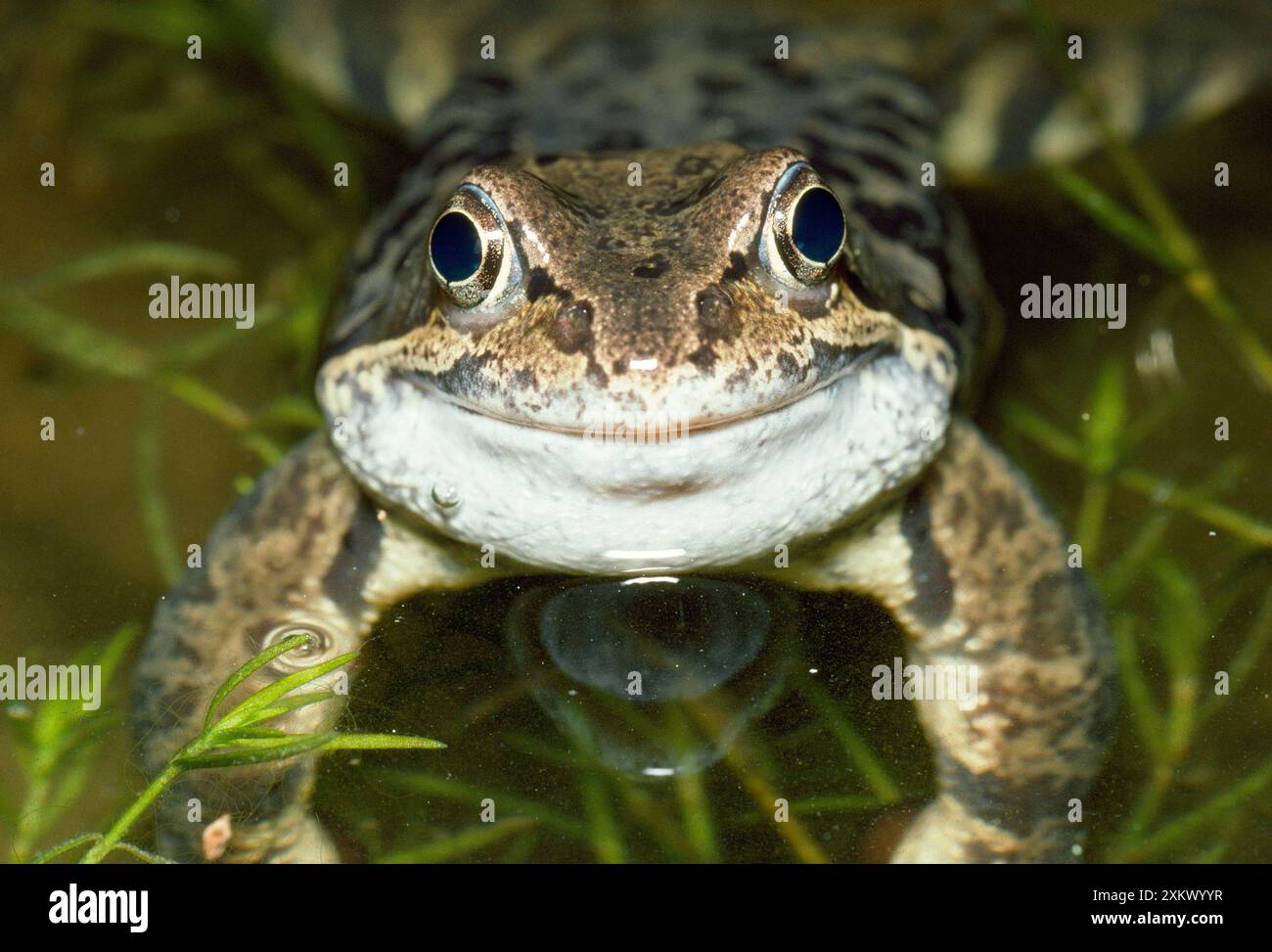 Common Frog - face view at night Stock Photo - Alamy