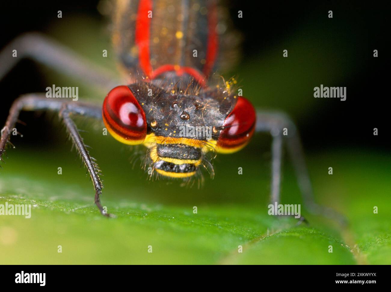 Red Damselfly - huge compound eyes Stock Photo - Alamy