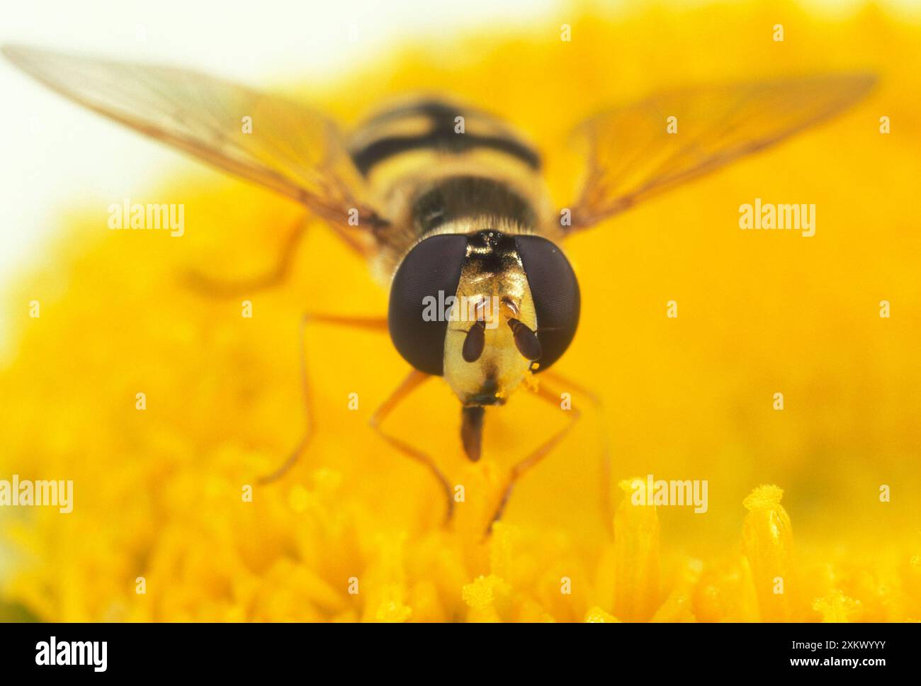 Large fly compound eyes hi-res stock photography and images - Alamy