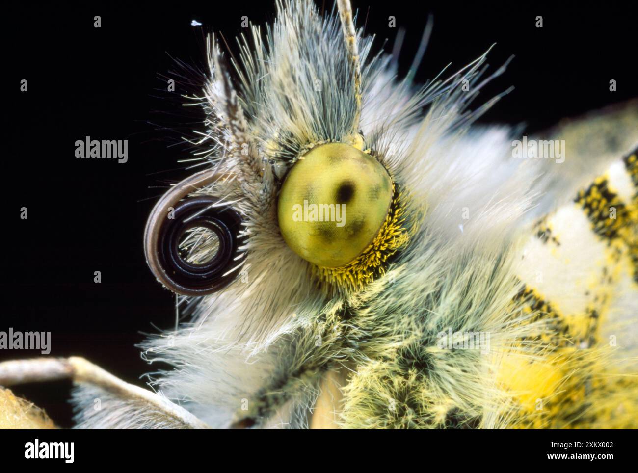 Butterfly head hi-res stock photography and images - Alamy