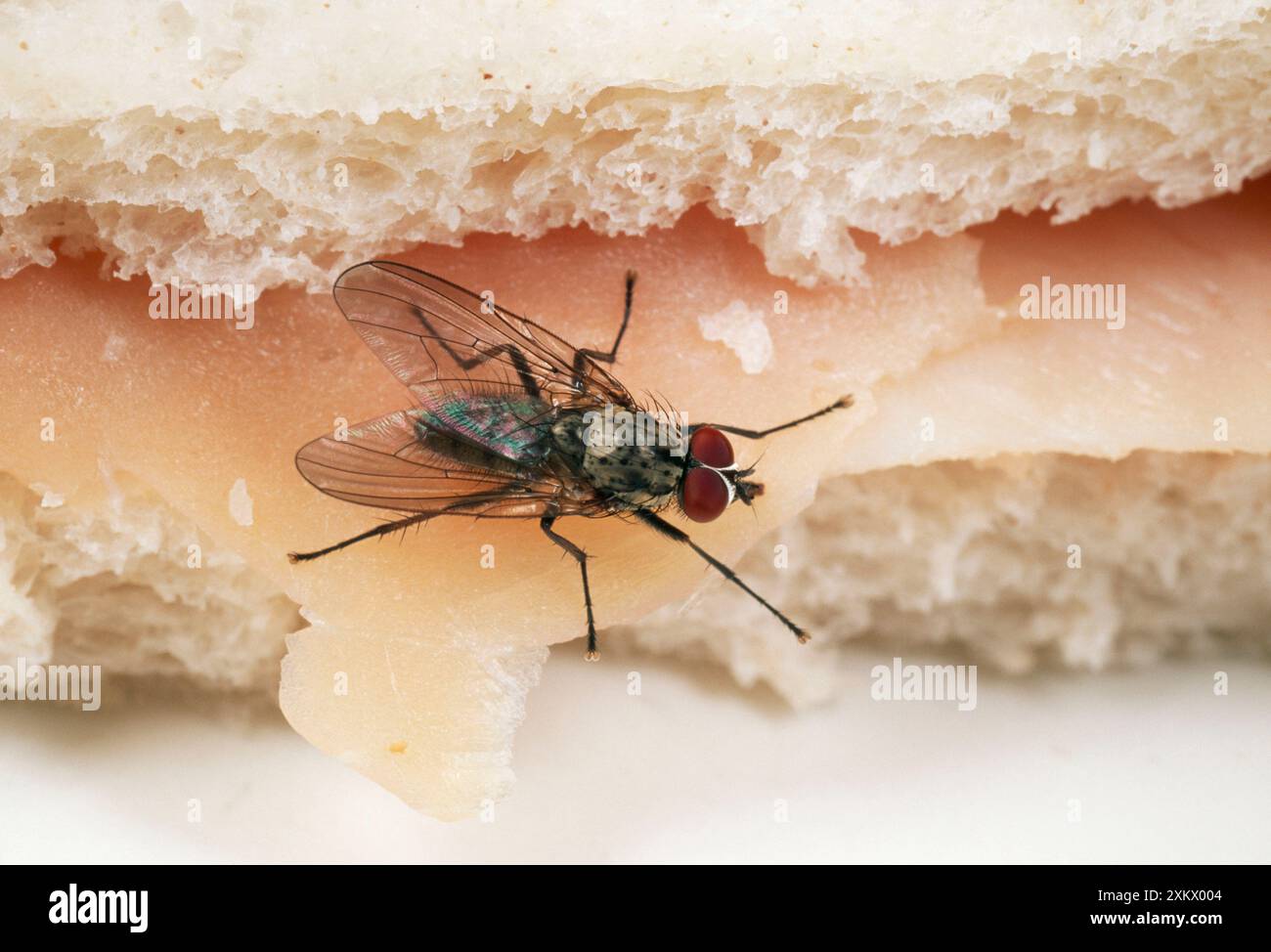HOUSEFLY / CLUSTER FLY - ON HAM SANDWICH (Eustalomyia festiva Stock ...