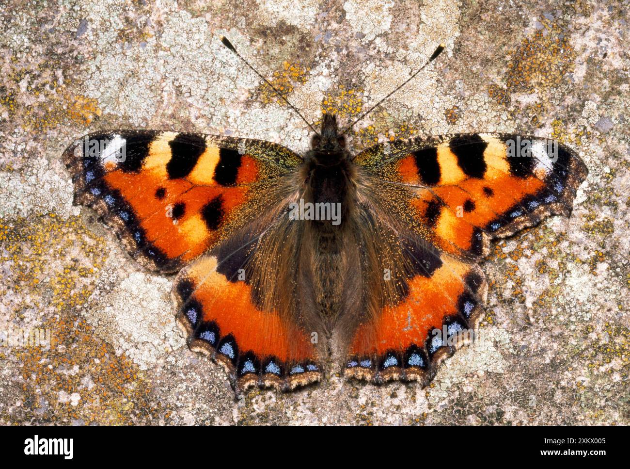Asymmetrical butterfly hi-res stock photography and images - Alamy