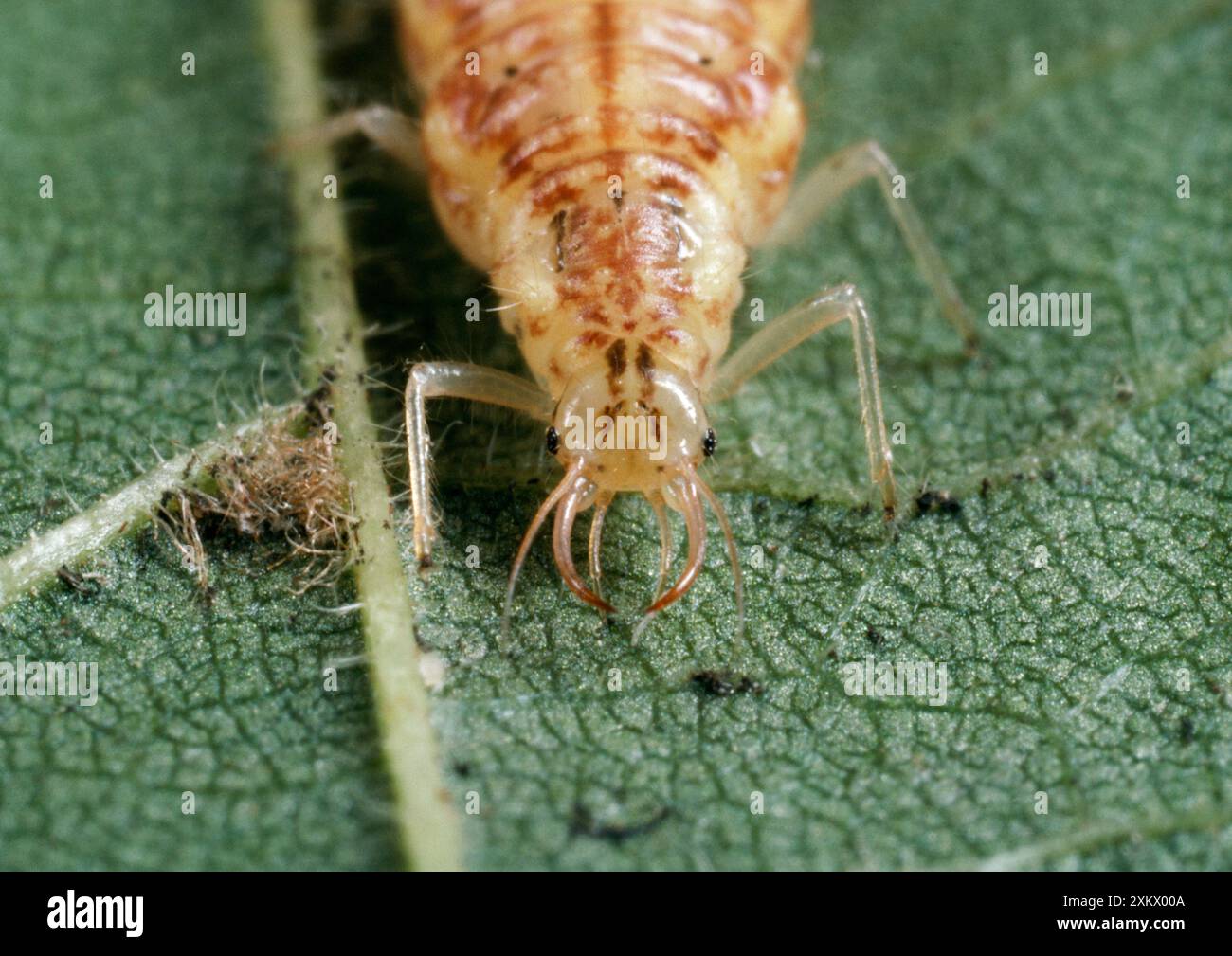 Lacewing larvae hi-res stock photography and images - Alamy