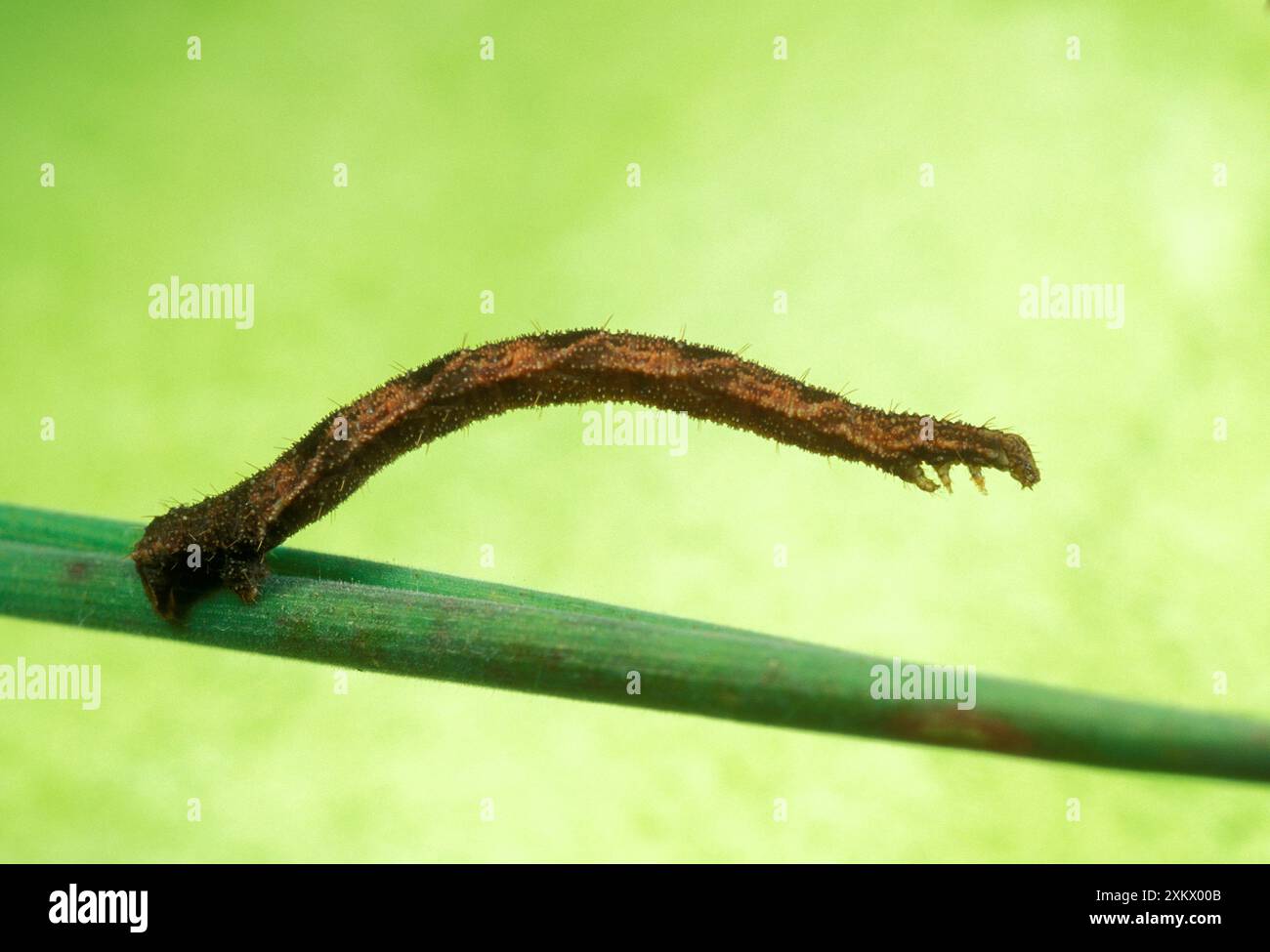 Geometrid moths hi-res stock photography and images - Alamy