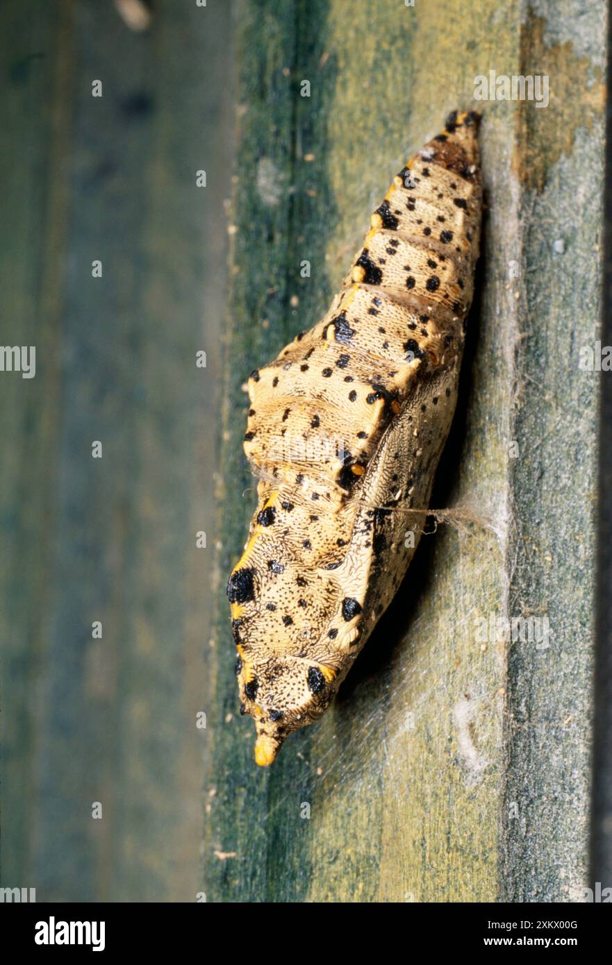 Large White Butterfly - Chrysalis Stock Photo - Alamy