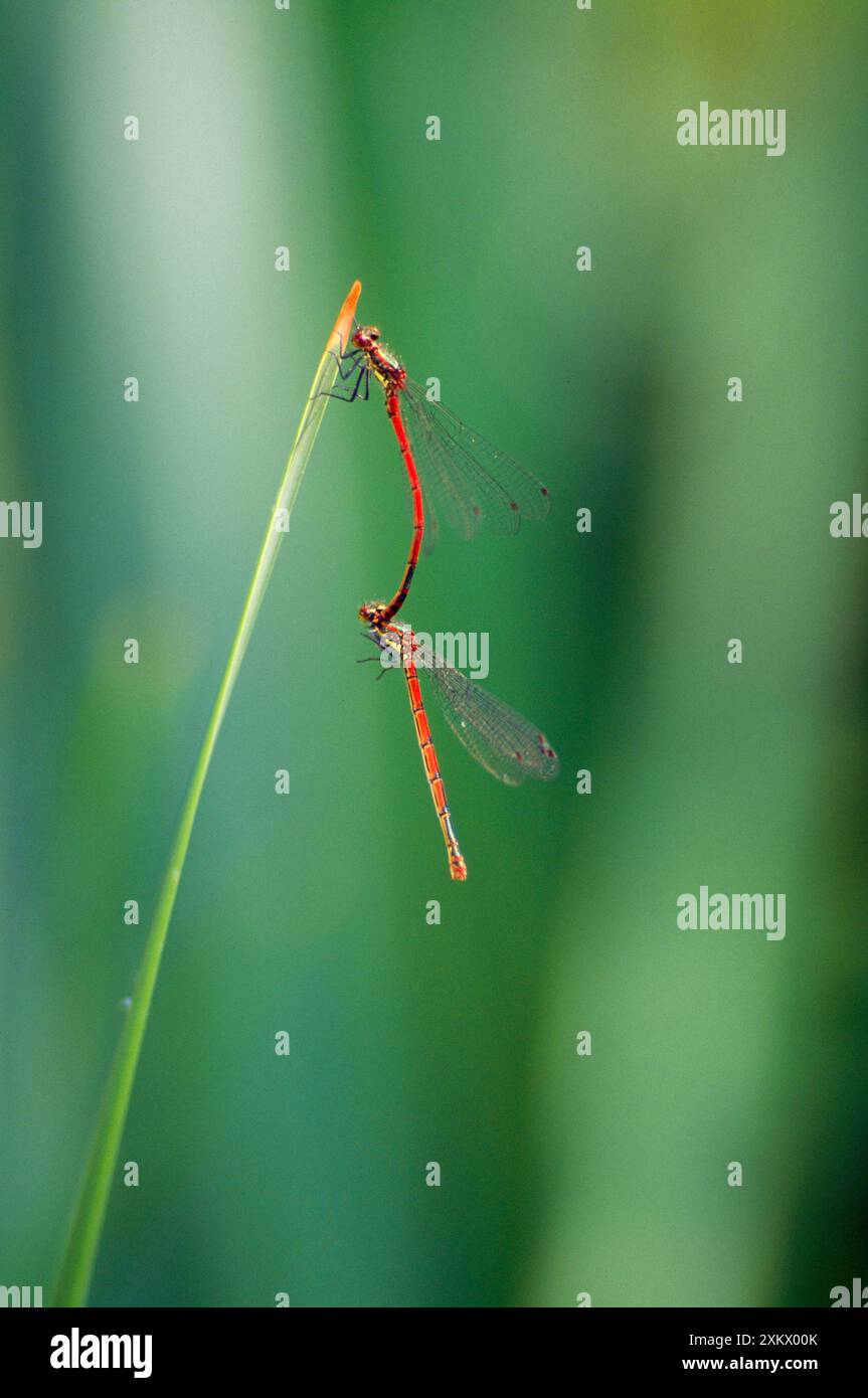 Large Common Red Damselflies - mating Stock Photo - Alamy