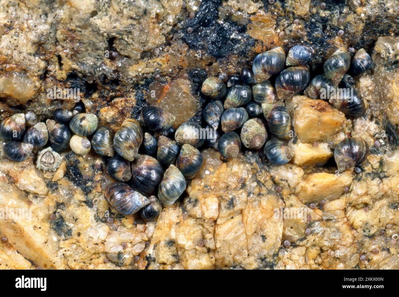 Small Periwinkles - in seashore rock crevice Stock Photo - Alamy