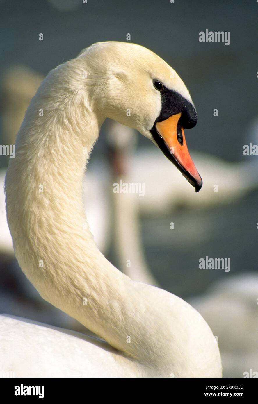 Animals swan wildlife hi-res stock photography and images - Alamy
