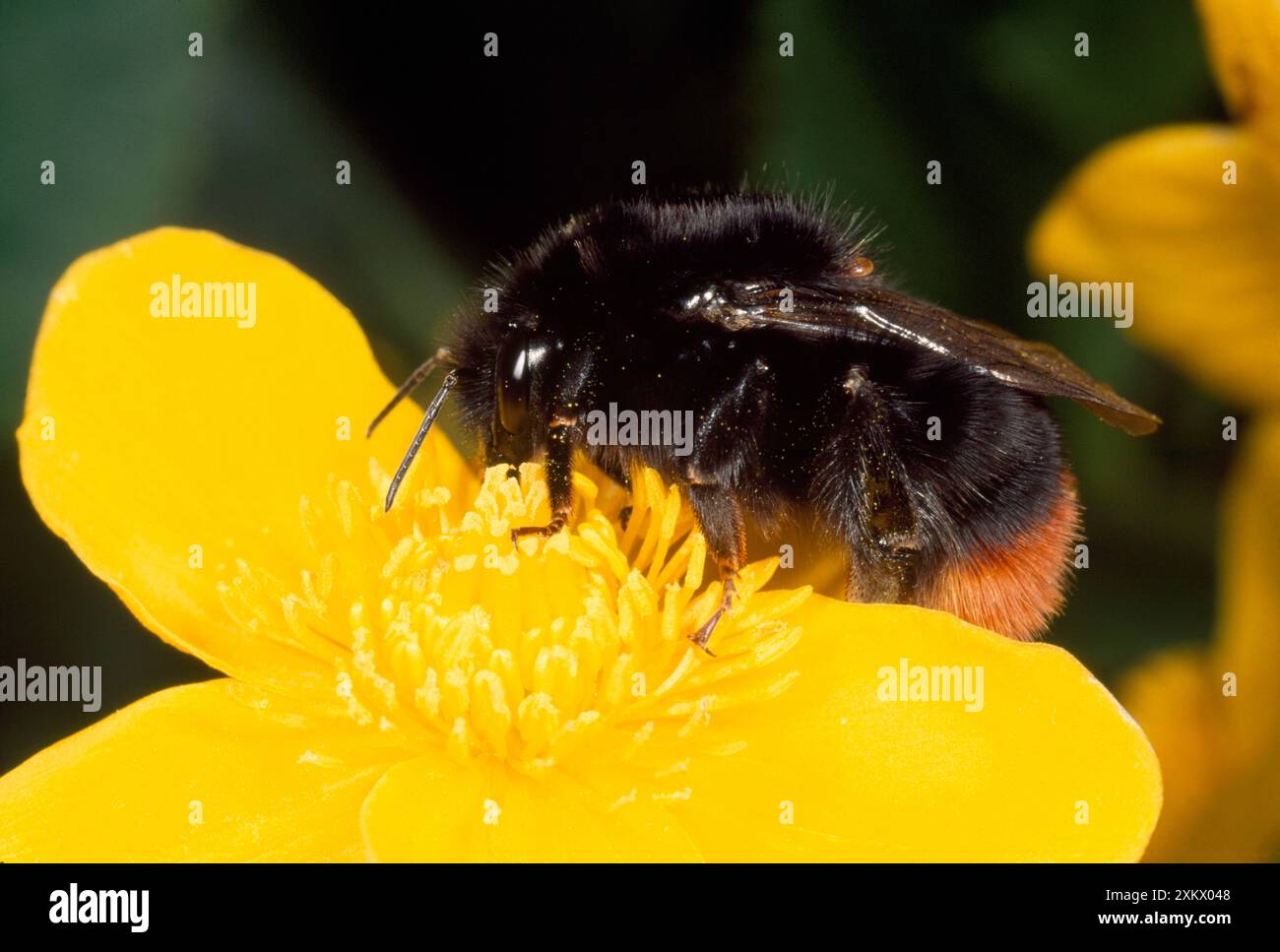 Red-tailed Bumblebee - on Marsh Marigold flower Stock Photo - Alamy