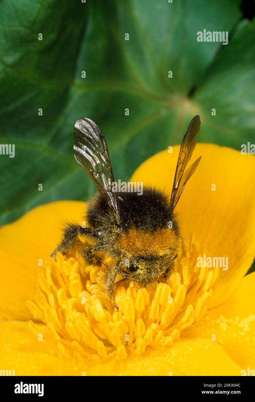 Common Bumblebee - on Marsh Marigold, wildflower Stock Photo - Alamy