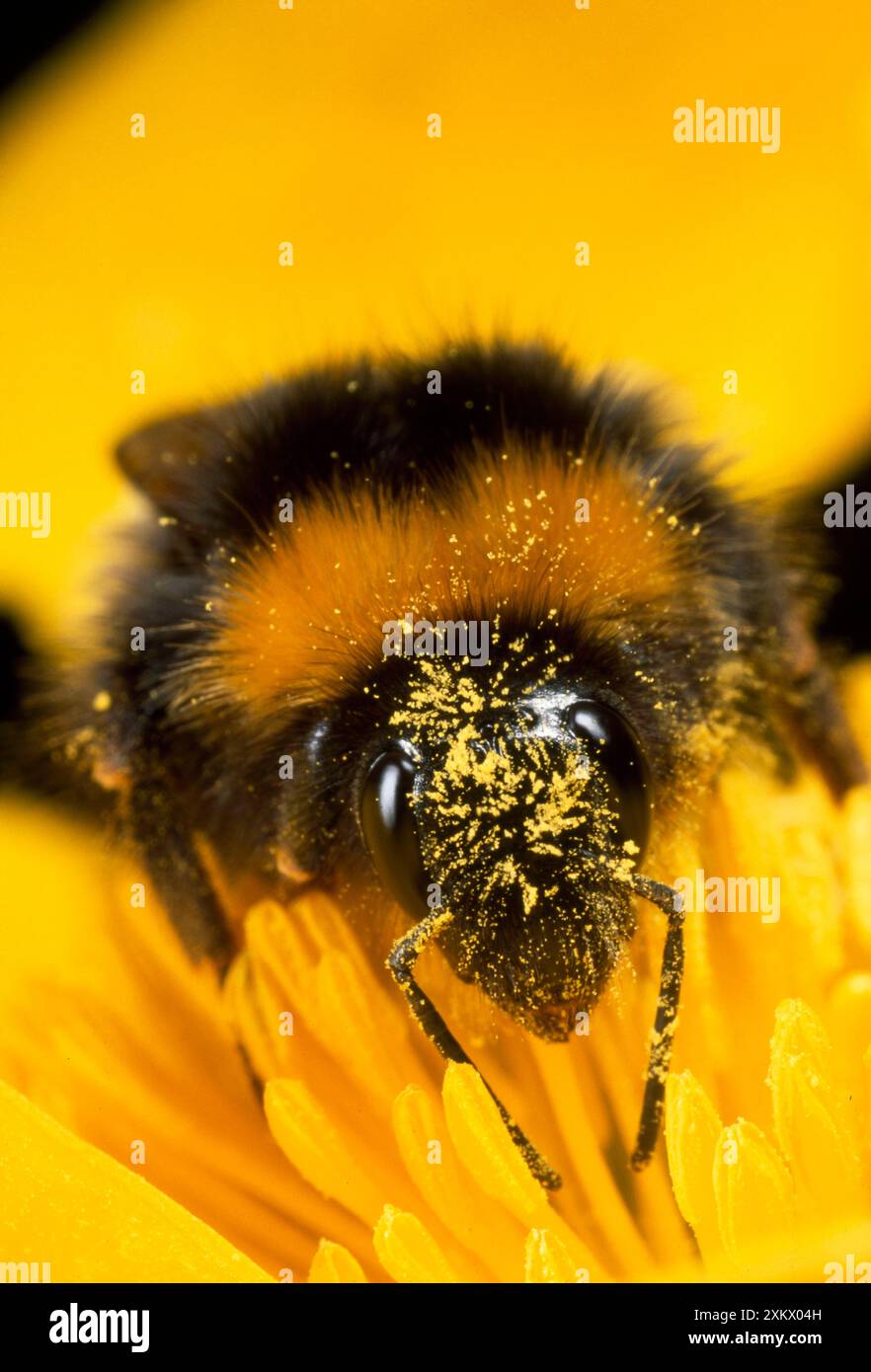 Pollen colour hi-res stock photography and images - Alamy