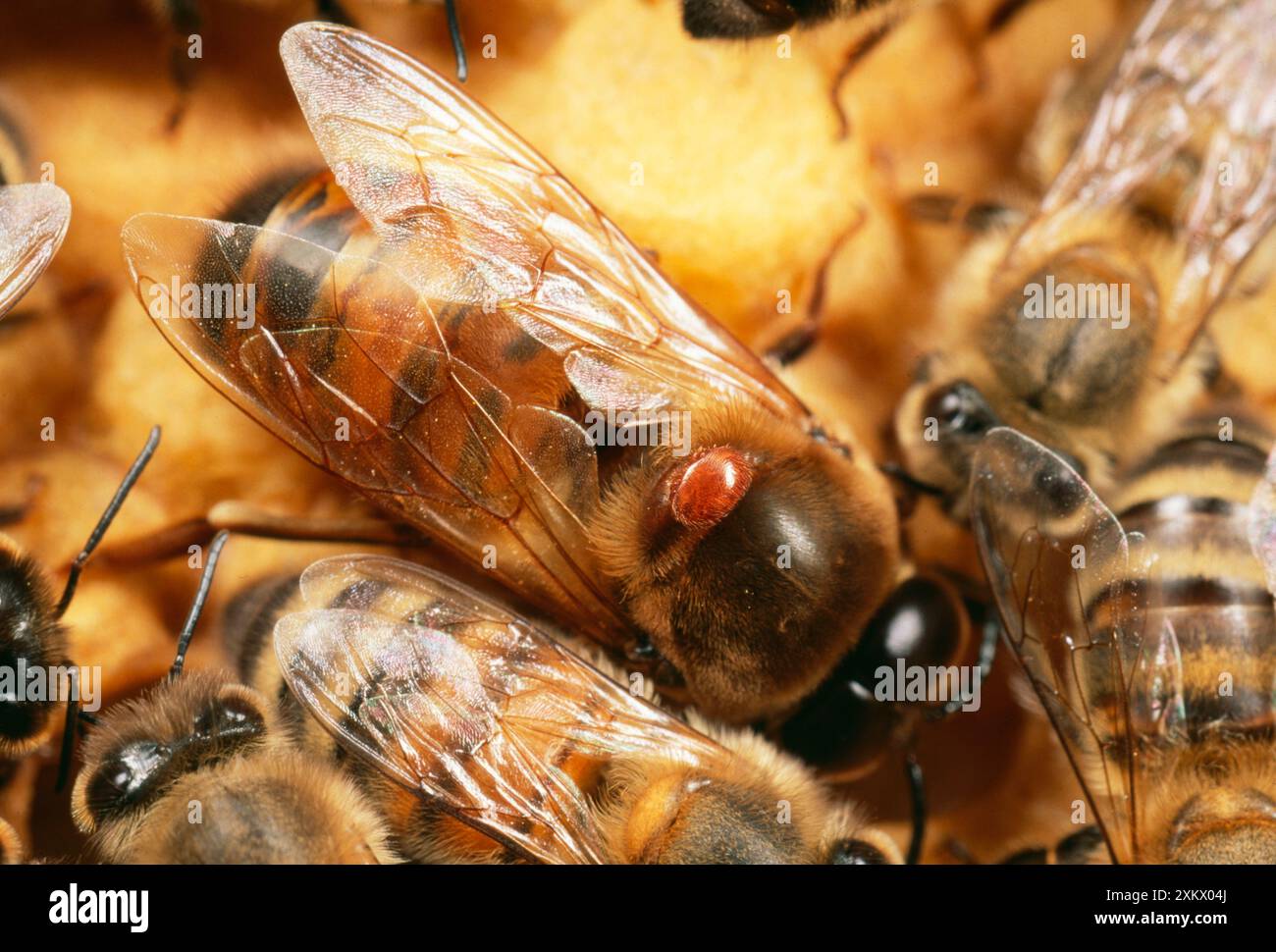 Verroa (Varroa) Mite (Verroa / Apis mellifera). Attached to thorax of ...