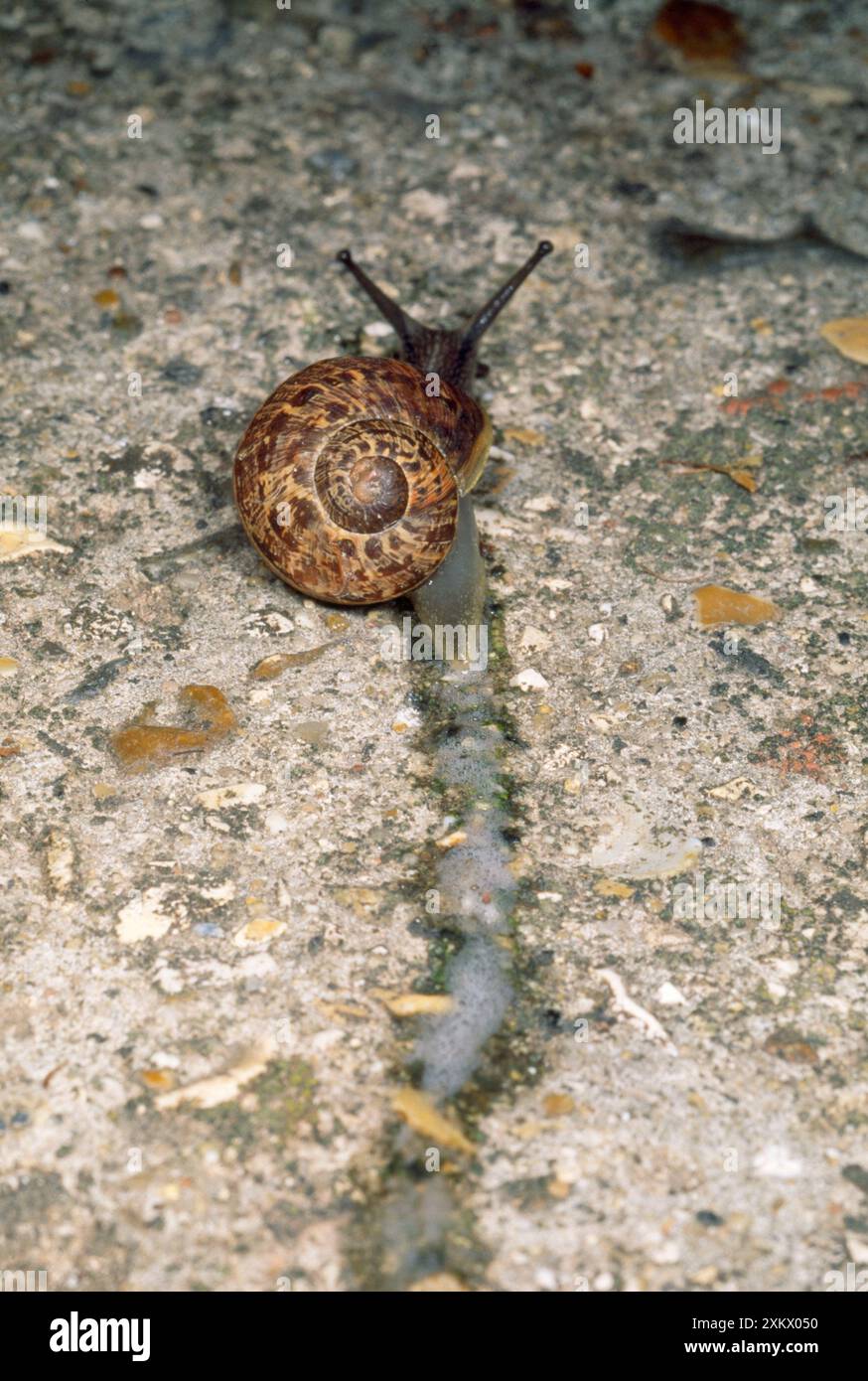 Snail slime trail hi-res stock photography and images - Alamy