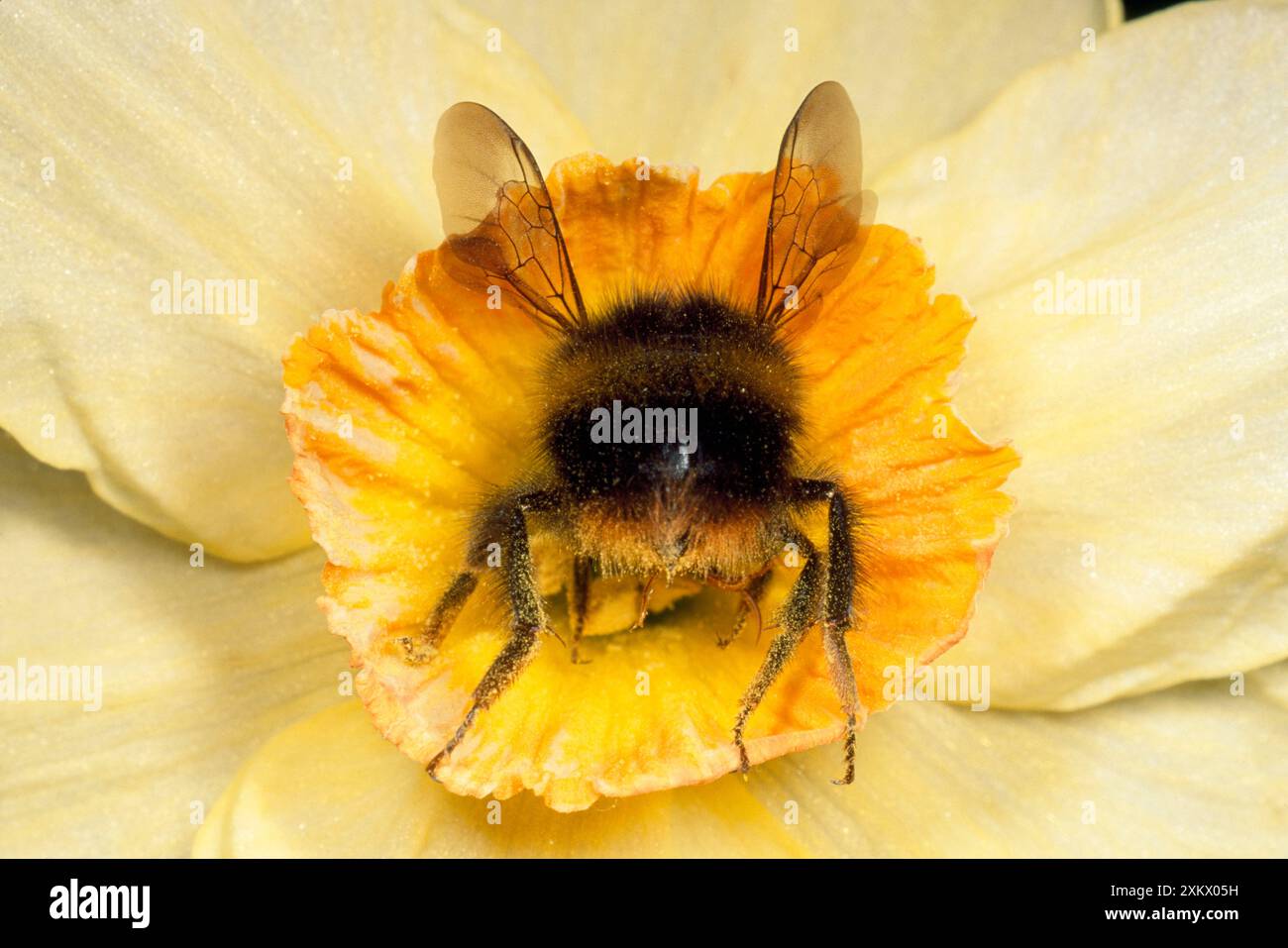 Daffodil and bumblebee hi-res stock photography and images - Alamy