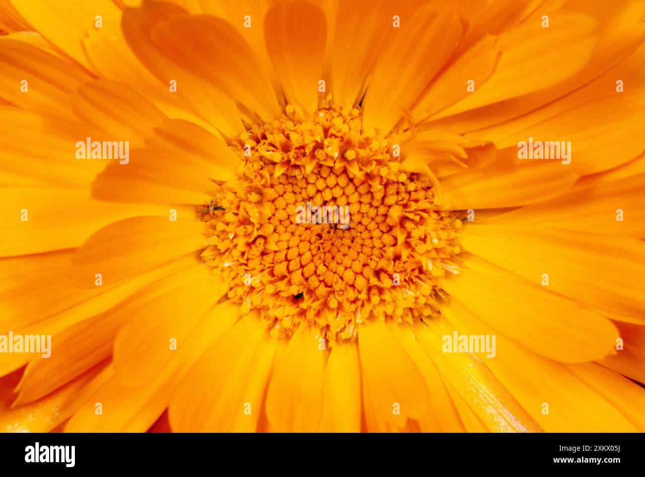 Marigold texture hi-res stock photography and images - Alamy