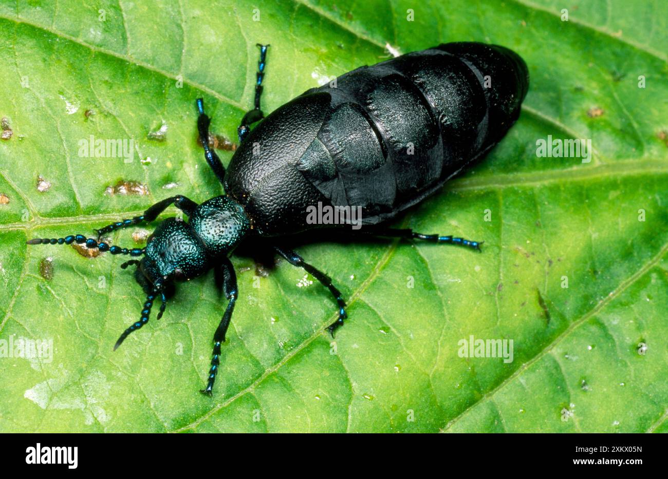 European oil beetle meloe proscarabaeus hi-res stock photography and ...