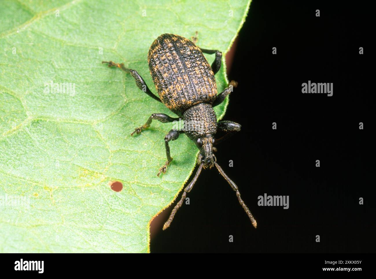 Vine Weevil - adult Stock Photo - Alamy