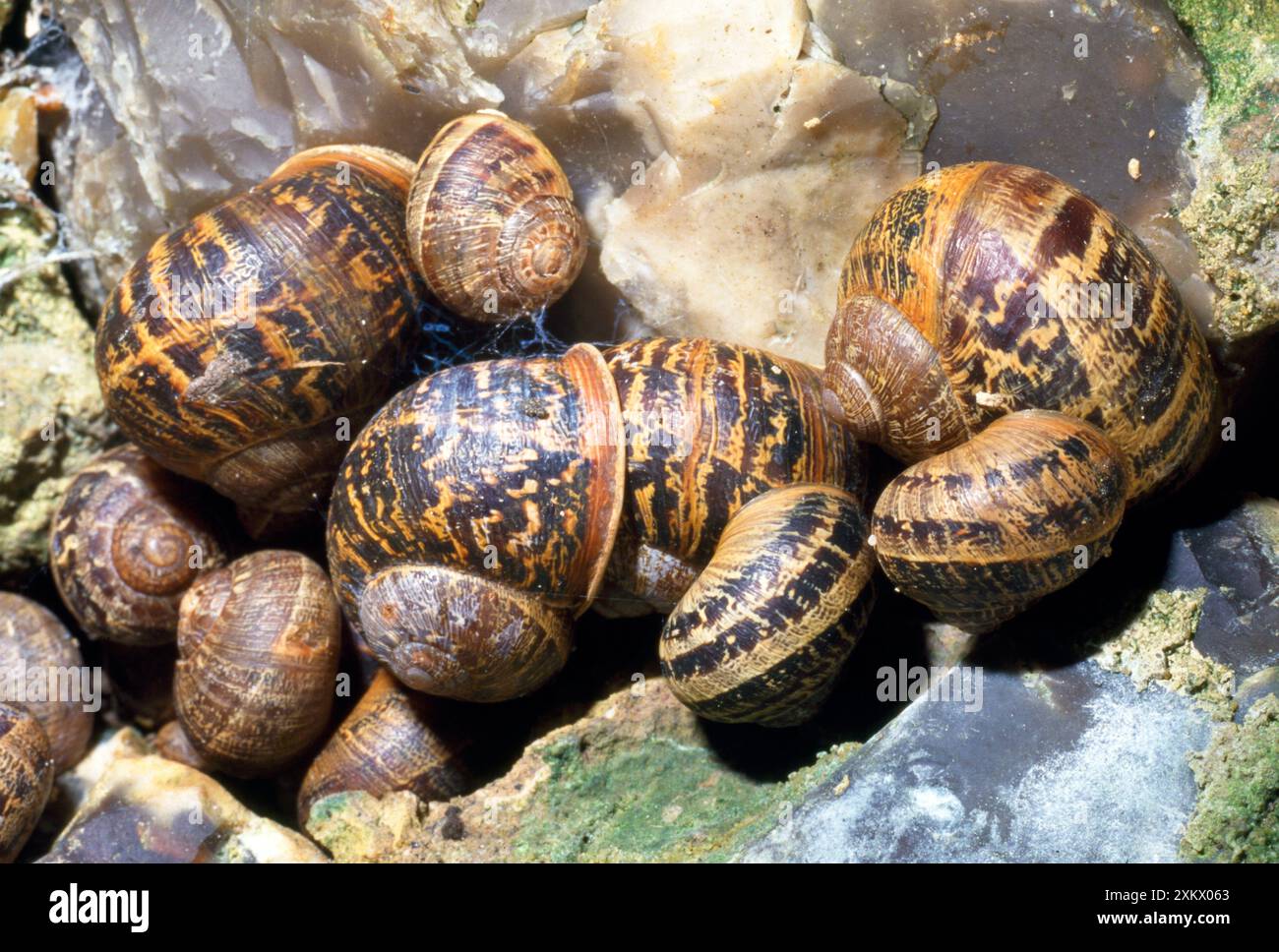 Hibernating snails hi-res stock photography and images - Alamy