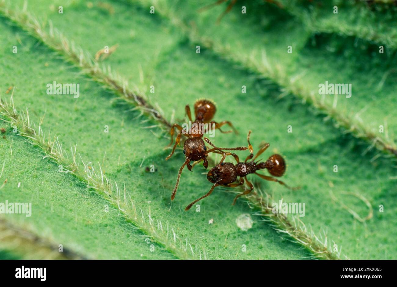 Insect fighting hi-res stock photography and images - Alamy