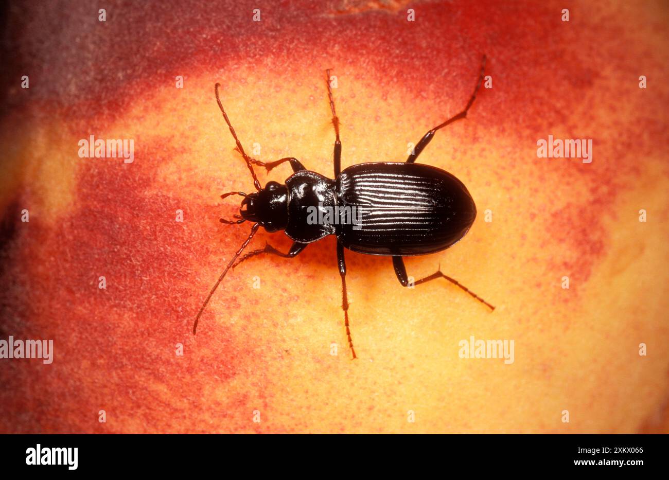 Common Ground Beetle Stock Photo - Alamy