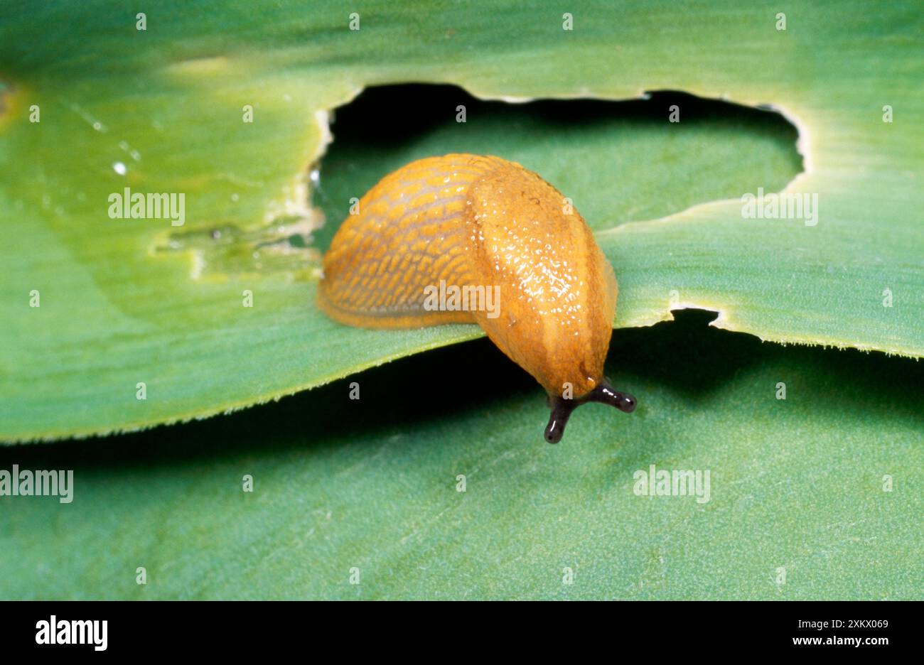 SLUG - eating leaf, orange form Stock Photo - Alamy