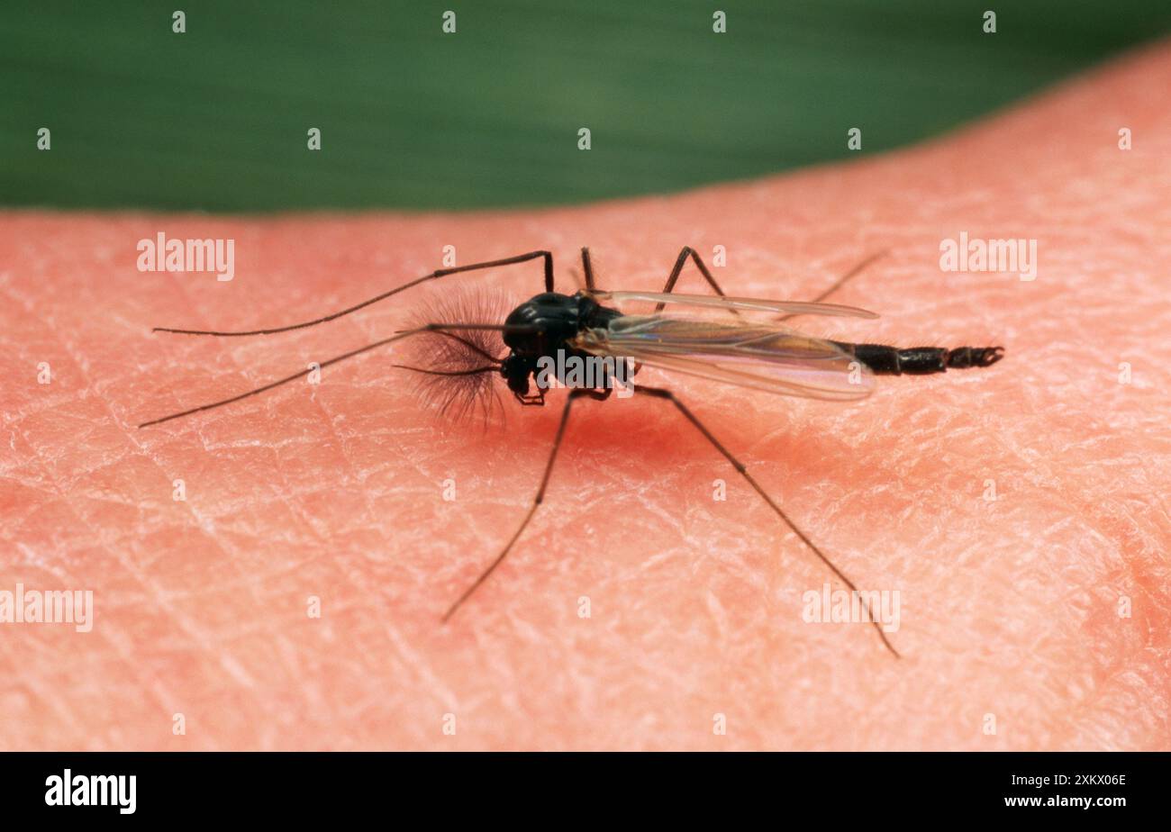 MIDGE - ON HUMAN SKIN Stock Photo - Alamy