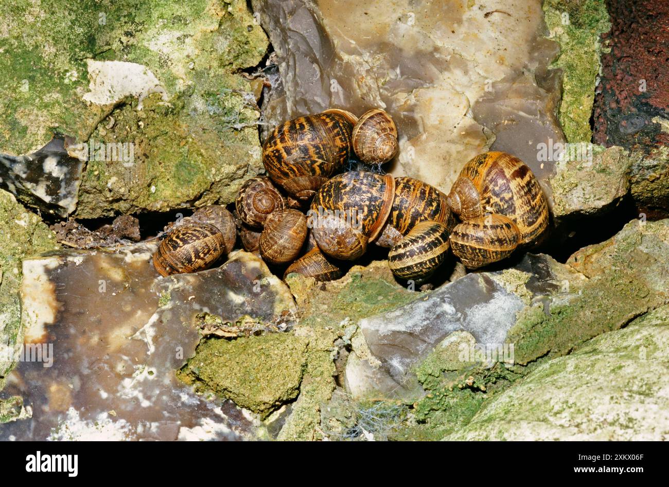 Hibernating animal hi-res stock photography and images - Alamy