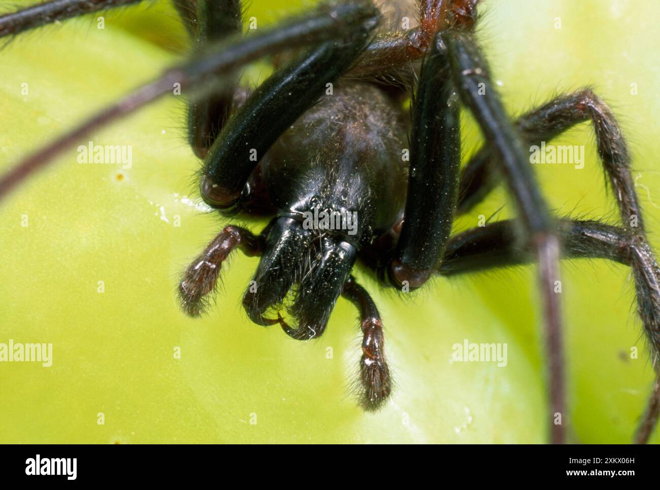 Spider - male - close-up of head showing fangs Stock Photo - Alamy