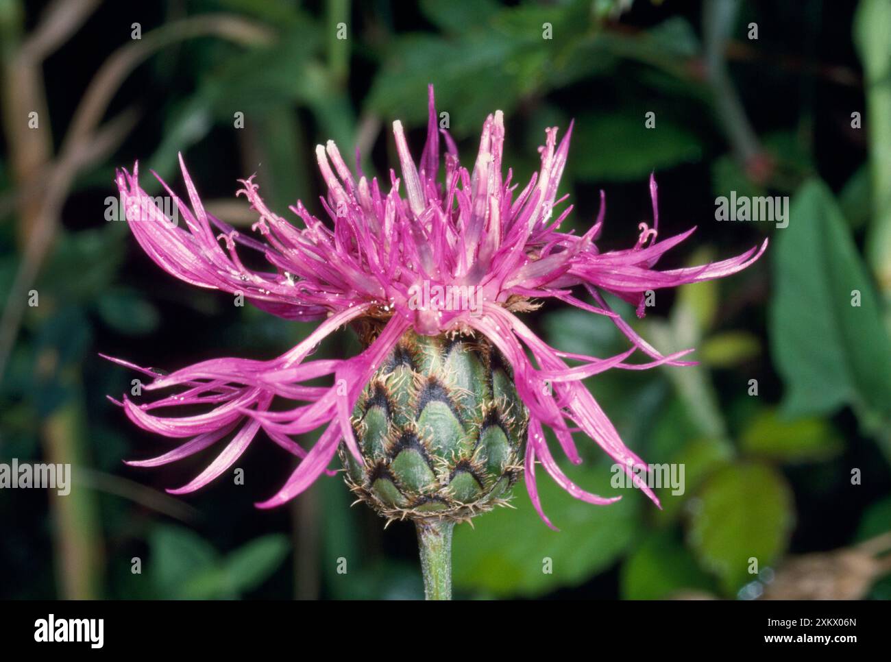 Knapweed knapweeds hi-res stock photography and images - Alamy