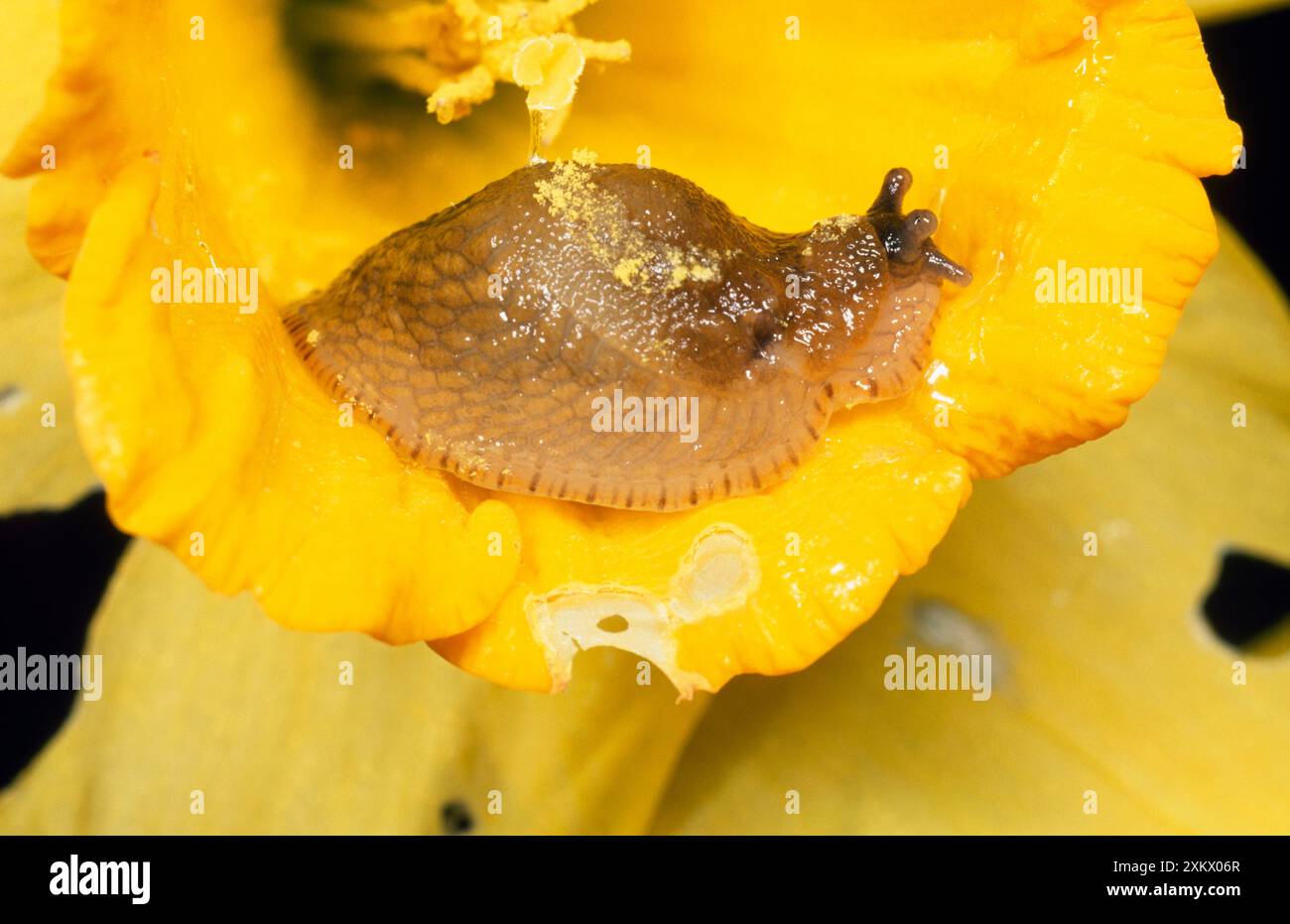 Feeding daffodils hi-res stock photography and images - Alamy