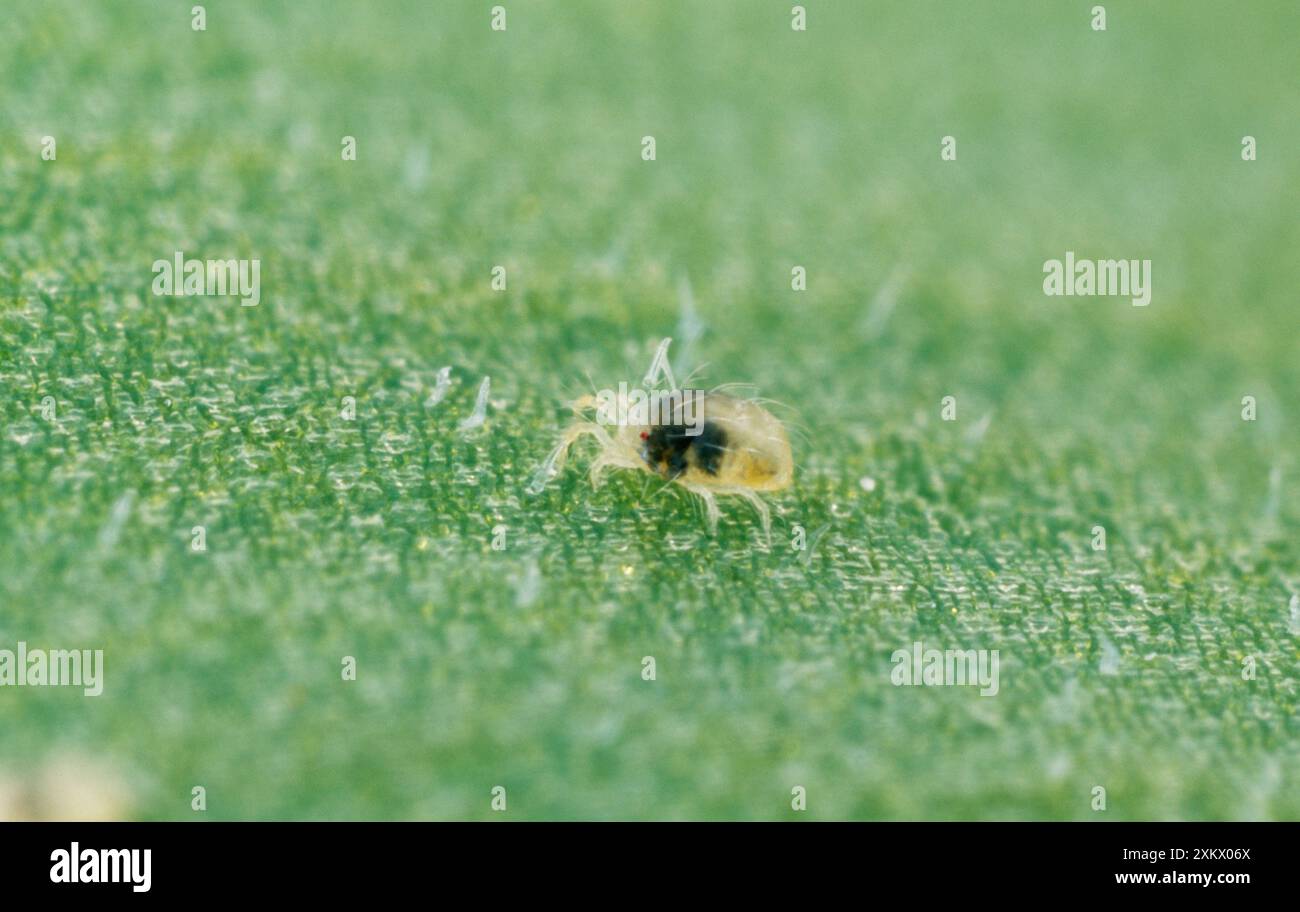 European red mite hi-res stock photography and images - Alamy
