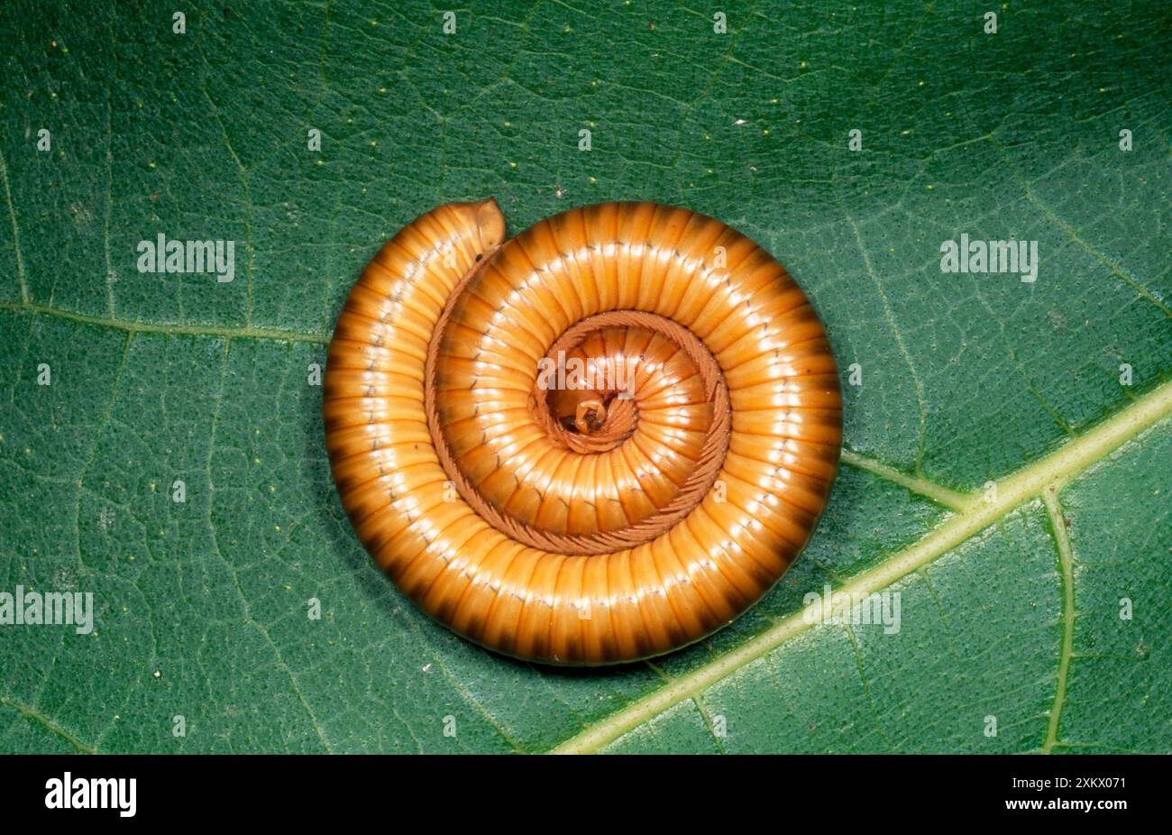 African Olive Millipede Stock Photo - Alamy