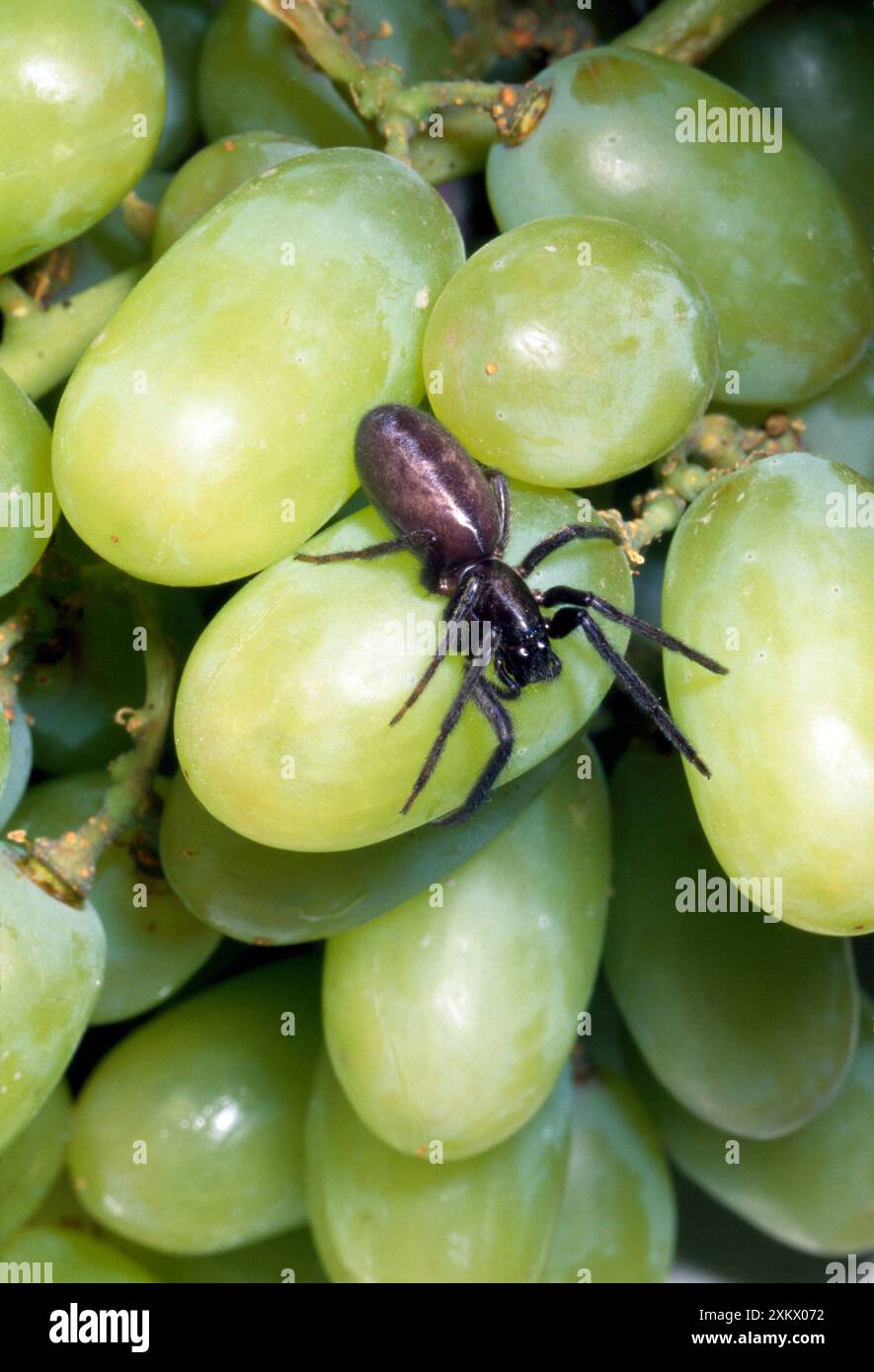 Spider in fruit hi-res stock photography and images - Alamy