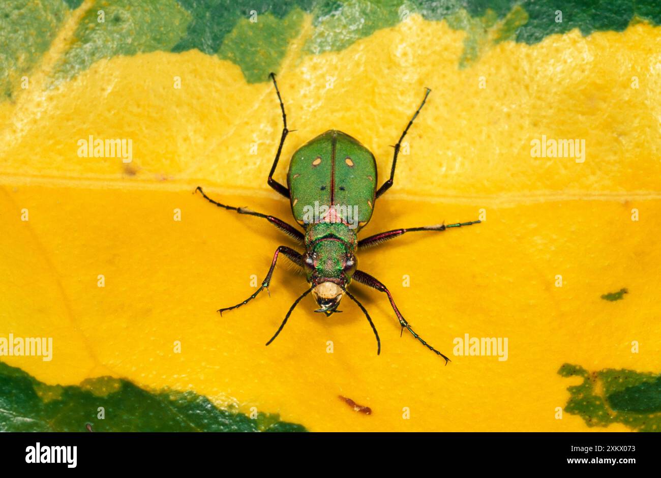 Leaf beetle beetle hi-res stock photography and images - Alamy