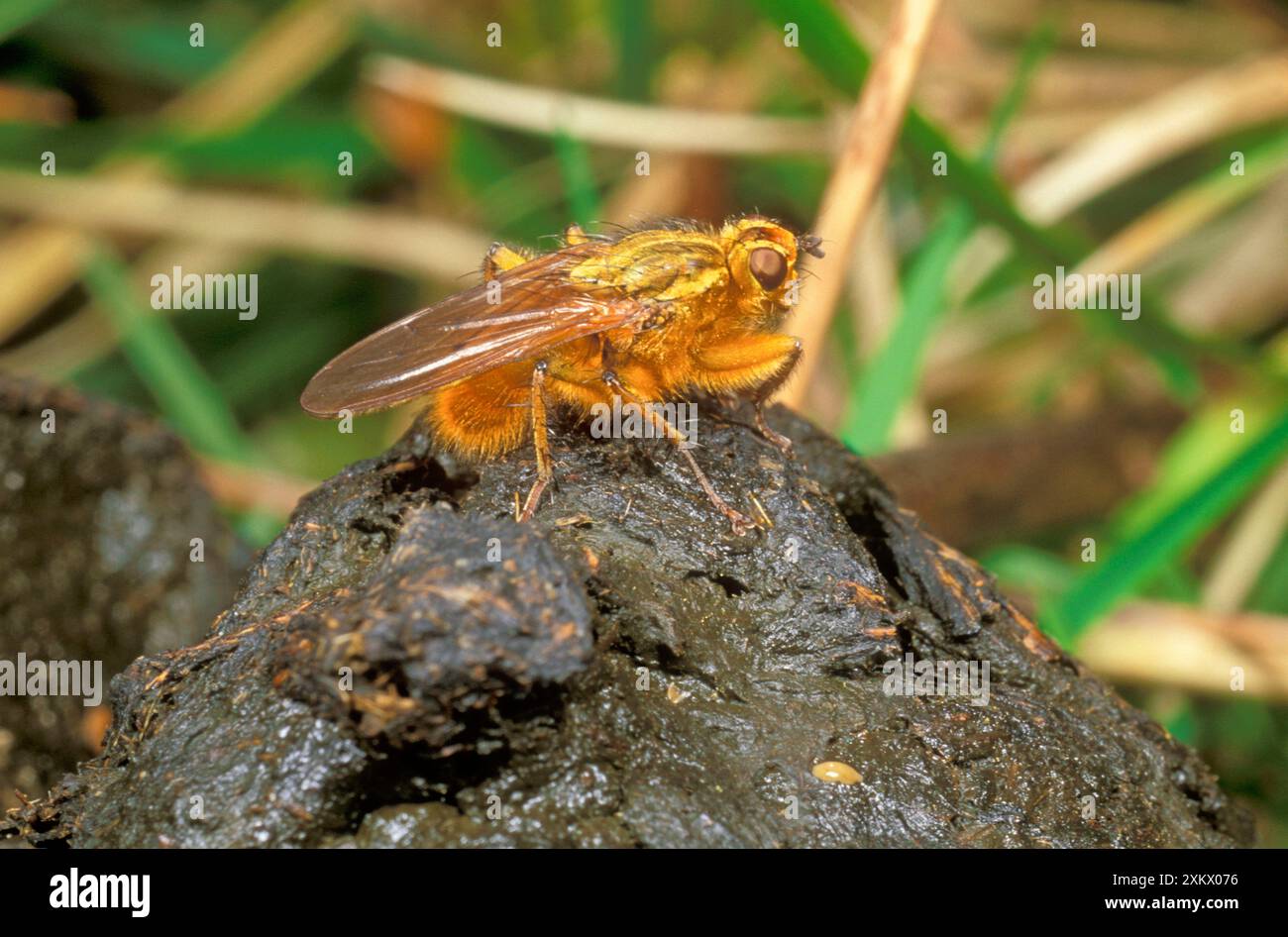 YELLOW DUNG FLY - On sheep dung Stock Photo - Alamy