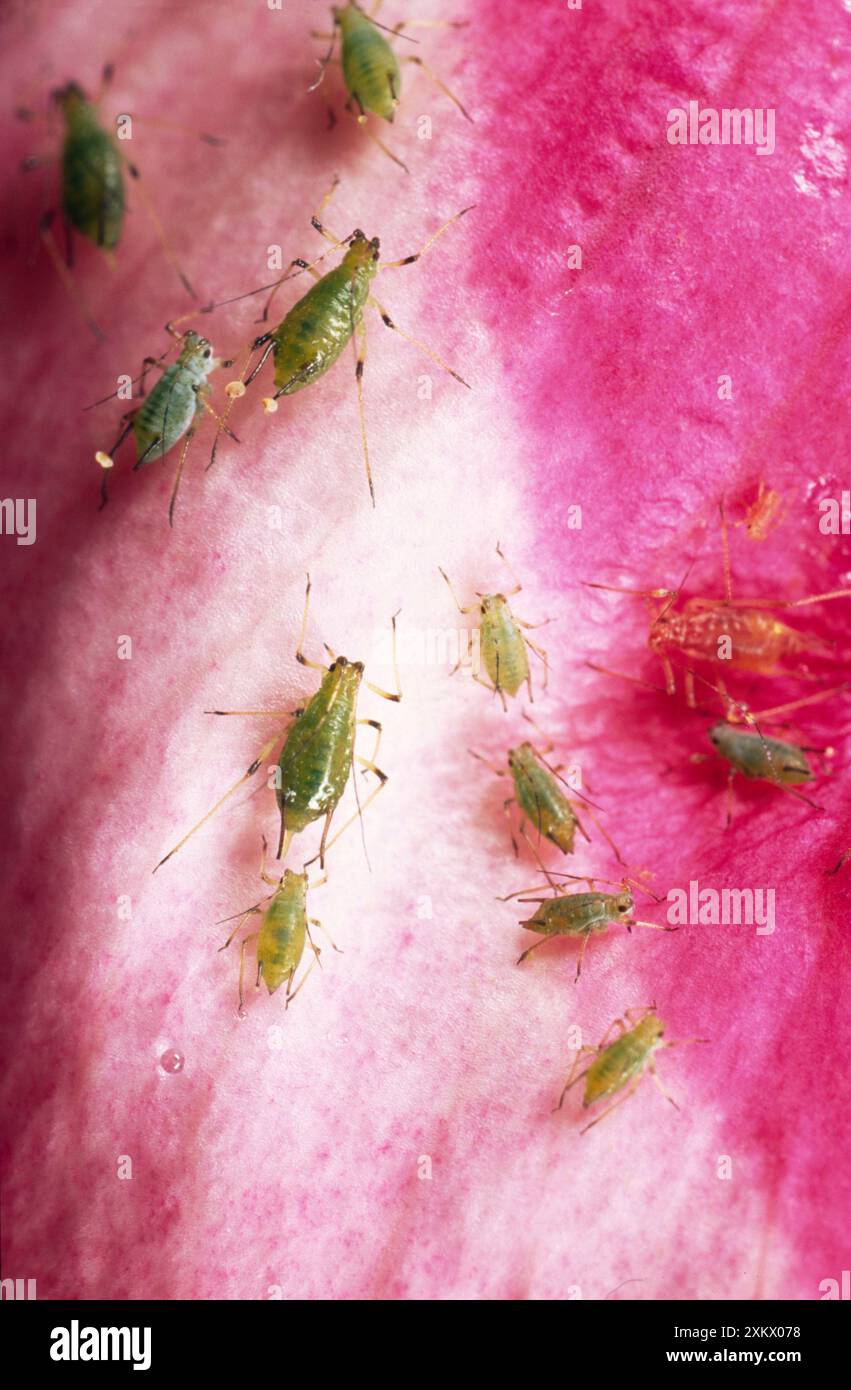 Aphid pests hi-res stock photography and images - Alamy