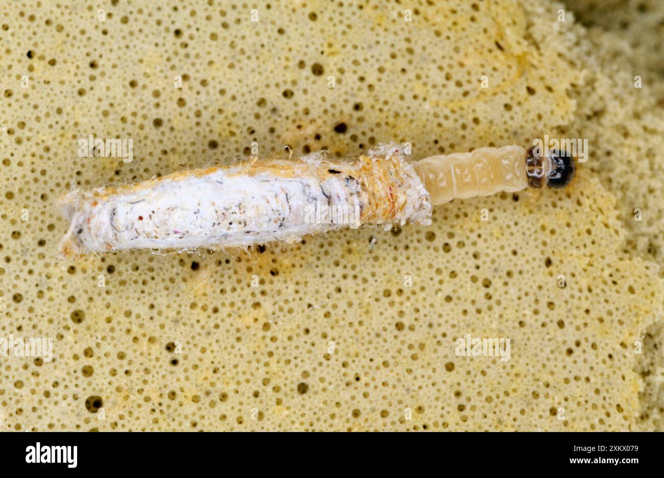 Cased CLOTHES MOTH - Larvae / caterpillar Stock Photo - Alamy