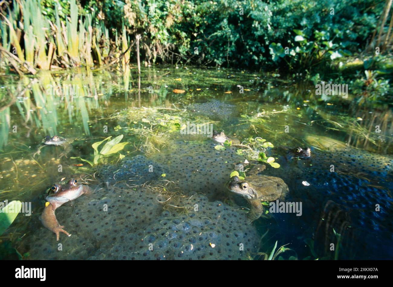 Common FROGS - spawning in garden pond Stock Photo - Alamy